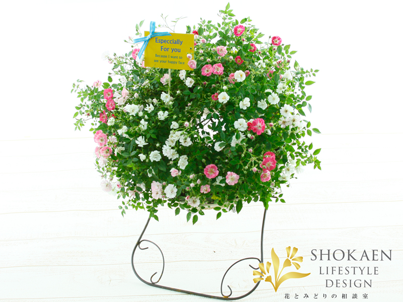 【相談01708】つるバラ（ウェルカムローズ） - 正花園