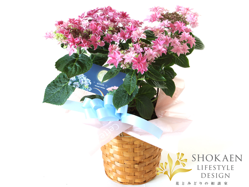 【相談02998】アジサイ（月虹-げっこう）ピンク-5号 - 正花園