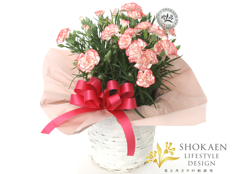 【相談02899】カーネーション（ももりーな）P4寸 - 正花園